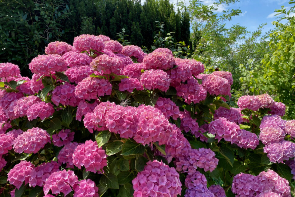 6 Things Everyone Growing Hydrangeas Needs to Know