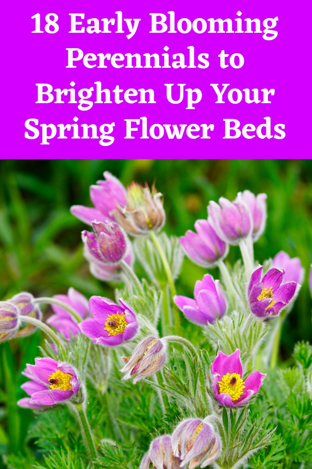 18 Early Blooming Perennials to Brighten Up Your Spring Flower Beds