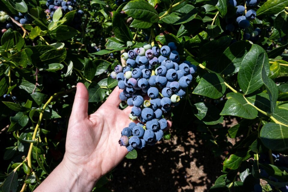 5 Things Everyone Growing Blueberries Must Know
