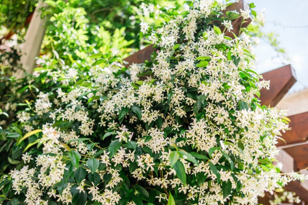 25 Super Fragrant Plants You Should Grow by Your Front Door