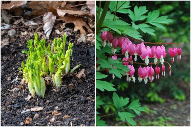 5 Things You Need to do for Your Bleeding Heart Plants This Spring
