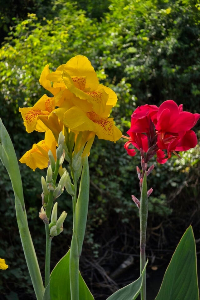 17 Bulbs to Plant This Spring for a Blooming Summer Garden