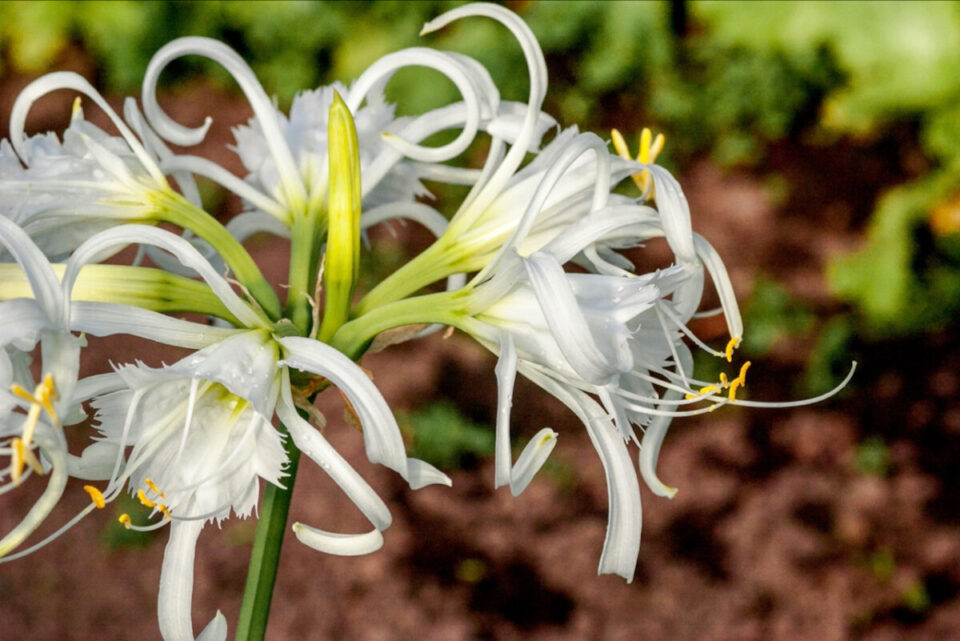 17 Bulbs to Plant This Spring for a Blooming Summer Garden