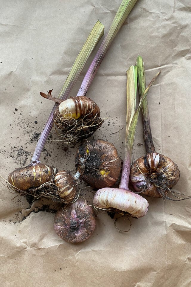17 Bulbs to Plant This Spring for a Blooming Summer Garden
