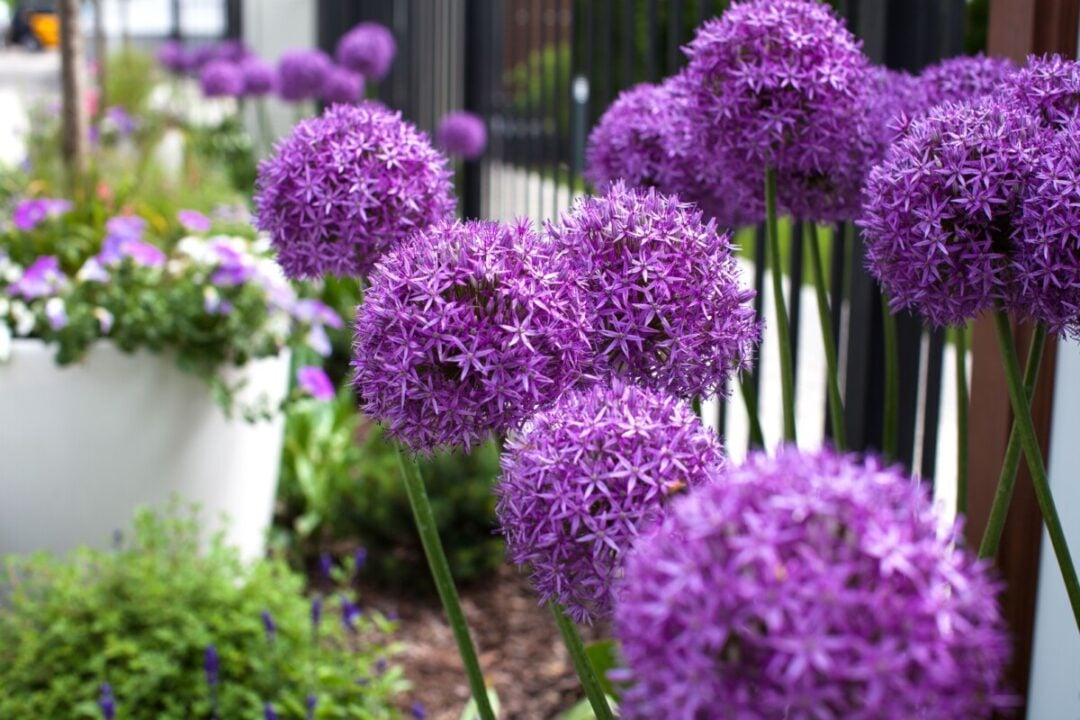 15 Tall Flowers to Plant for Privacy and Months of Color