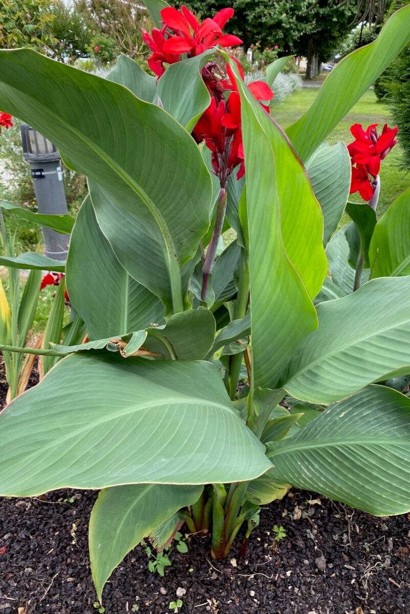 15 Tall Flowers to Plant for Privacy and Months of Color
