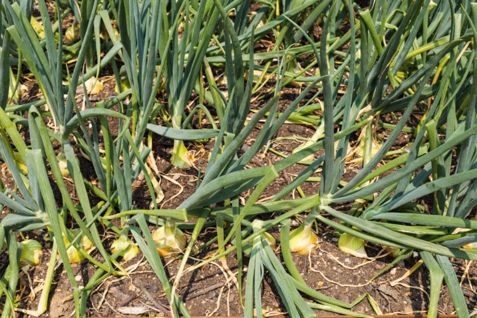 Stop Growing Puny Onions - 2 Things You Need to Know to Grow Onions Right