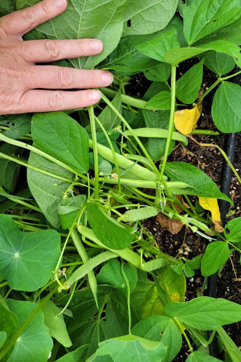Growing Beans? Follow These Tips for Your Biggest Bean Harvest Yet