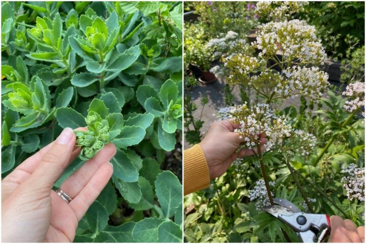 4 Reasons to Prune Your Perennials This June (Even Though It Feels Wrong)