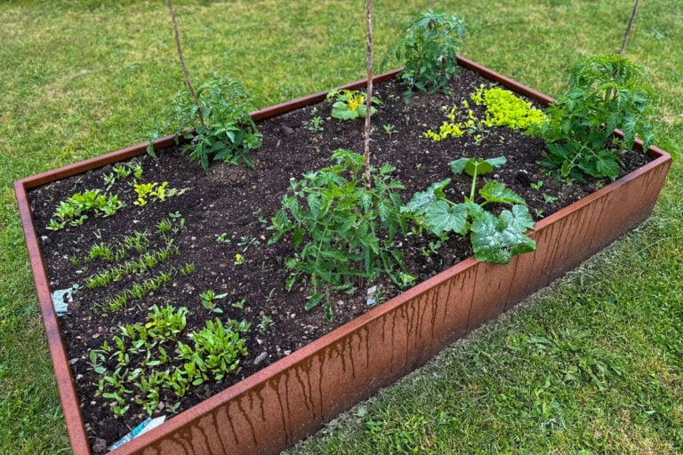 How Much Water Do Tomatoes Really Need? A Better Approach to 'Deeply ...